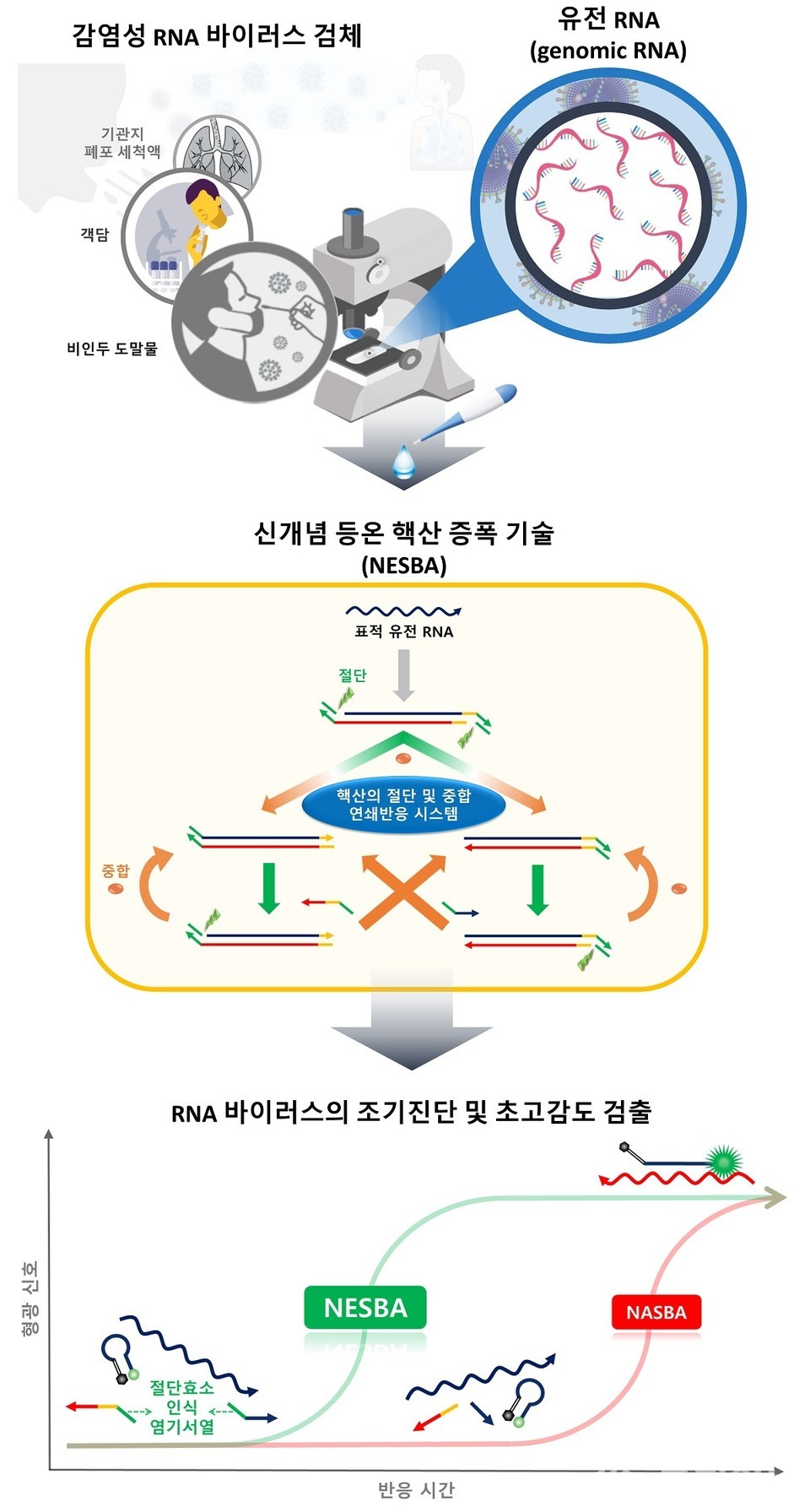 KAIST, RNA 바이러스 검출할 새로운 등온 핵산 증폭 기술 개발