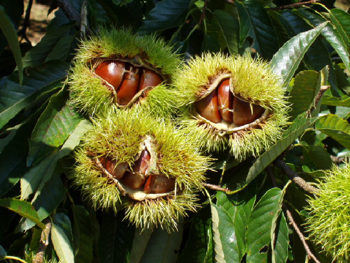 "추석엔 충남 임산물로 마음 전하세요"
