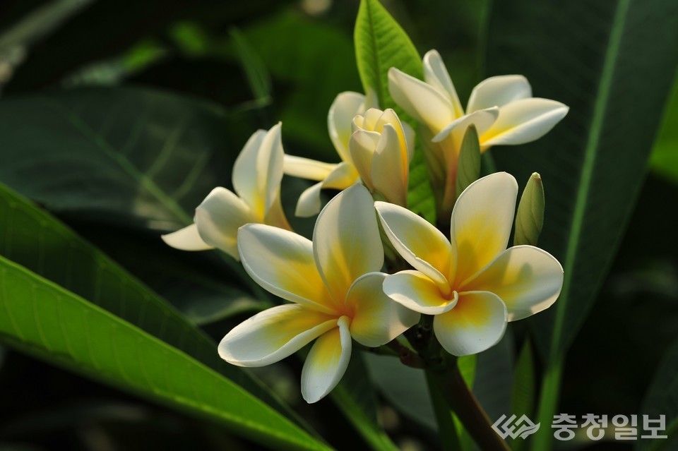 한밭도서관, 오는 27일까지 열대식물 사진 전시회 개최