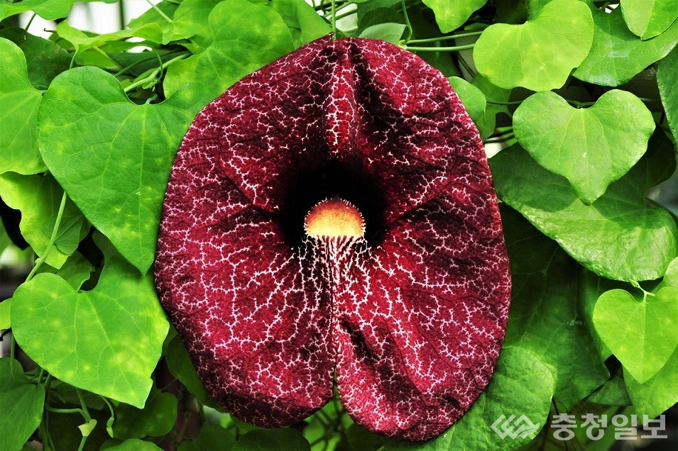 한밭도서관, 오는 27일까지 열대식물 사진 전시회 개최