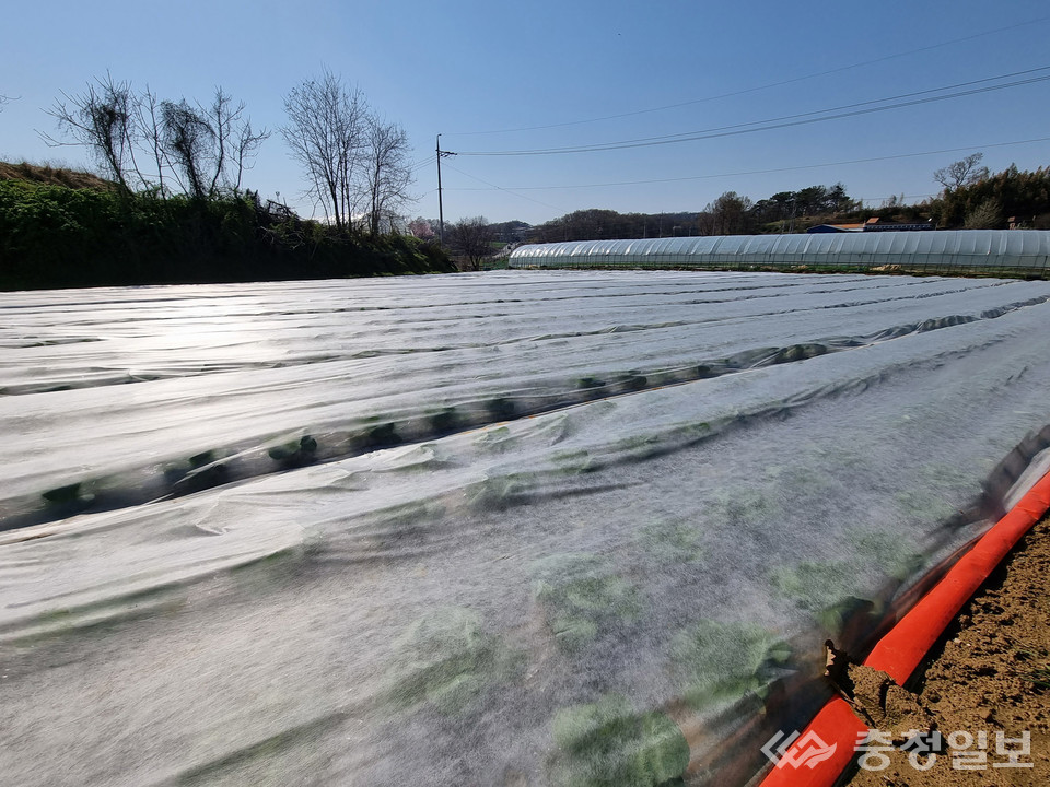 홍성군, 부직포 활용으로 겨울 가뭄피해 예방효과 톡톡!!