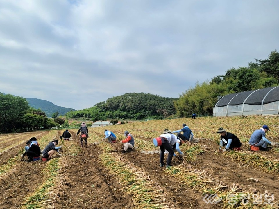 농협대전공판장, 서산 마늘 생산농가서 일손돕기