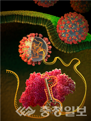 KAIST, RNA 유전자 가위 기술로 99.9% 코로나 바이러스 증식 억제