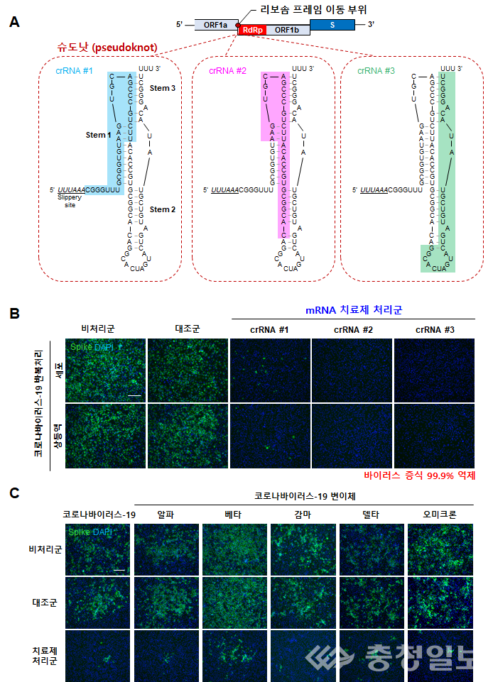 KAIST, RNA 유전자 가위 기술로 99.9% 코로나 바이러스 증식 억제