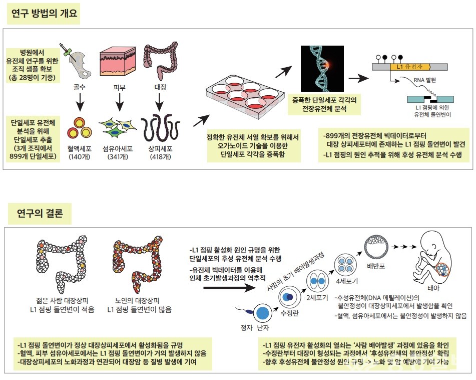 KAIST, 정크 DNA 노화·발암 관여 확인…새로운 관점 제시