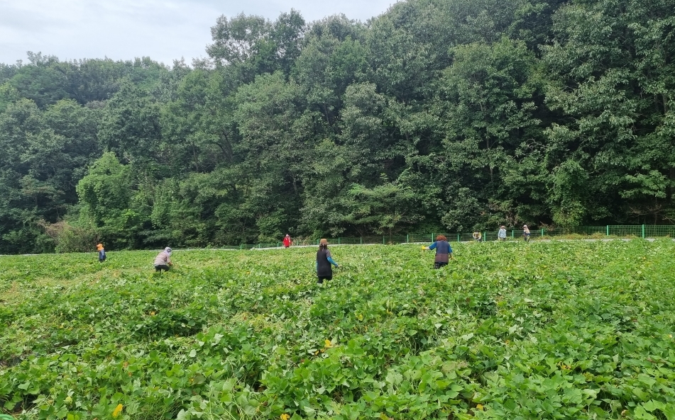 '2023청원생명축제' 농산물 수확체험장 조성 막바지
