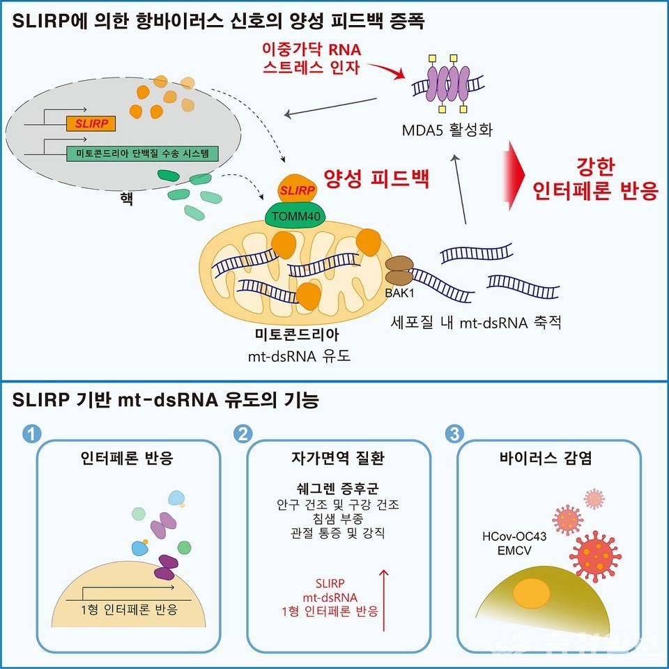 면역 반응 조절 스위치 단백질 'SLIRP' 발견