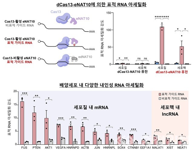 KAIST, 세계 첫 '표적 RNA 아세틸화 기술' 개발…차세대 유전자 치료 가능성 열다